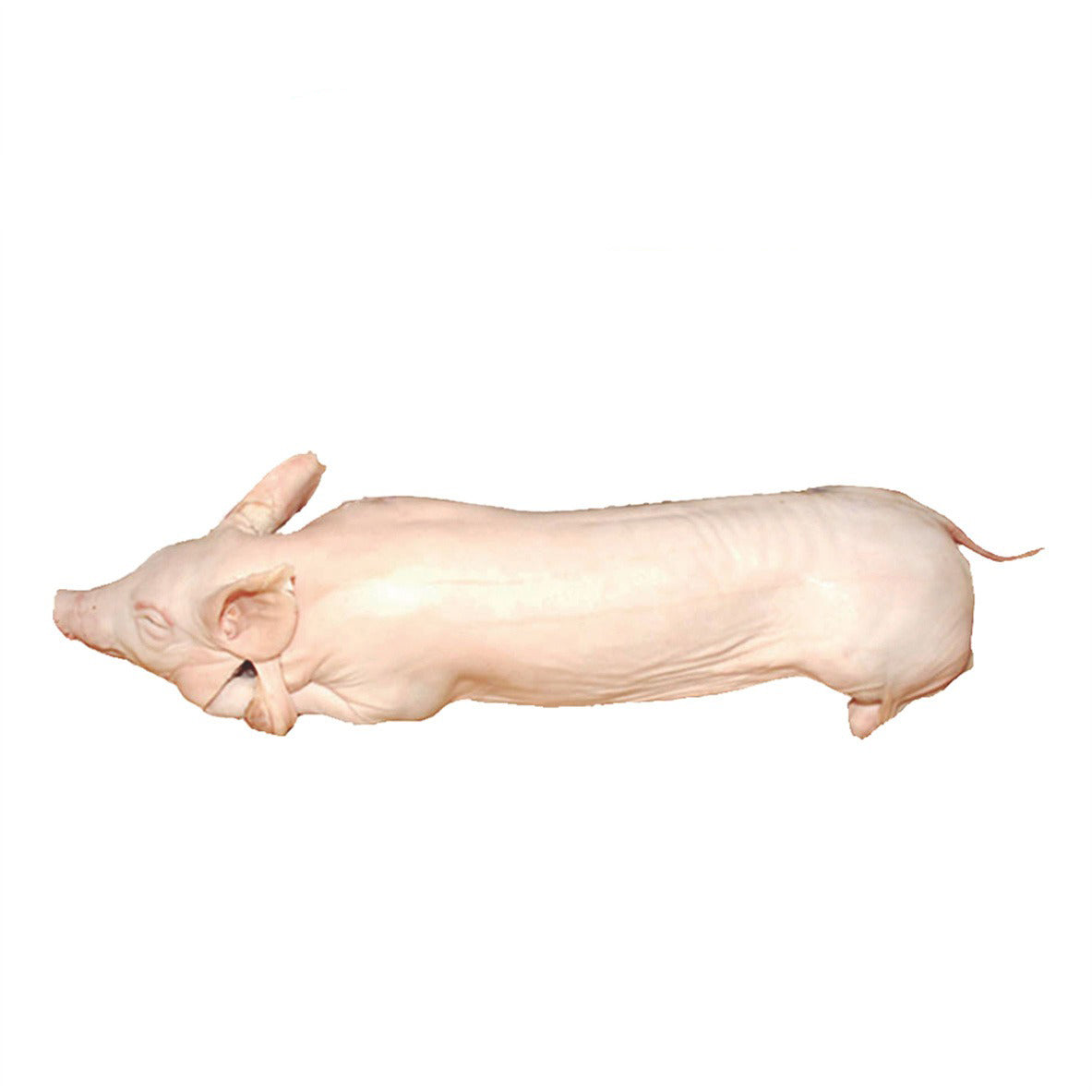 Cochinillo Lechal, Entero, Cerdo Pata Negra Pelón Mexicano, de Pastore ...